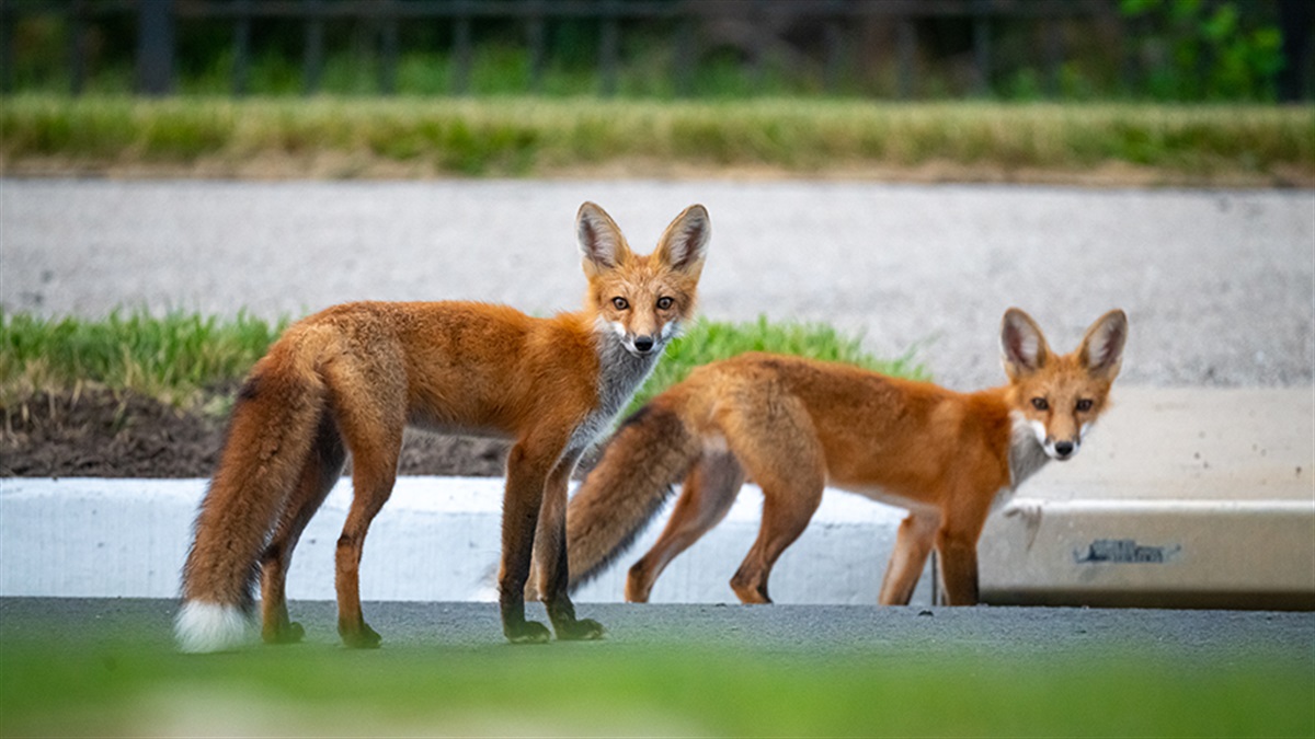 Wildlife - City of Lenexa, KS