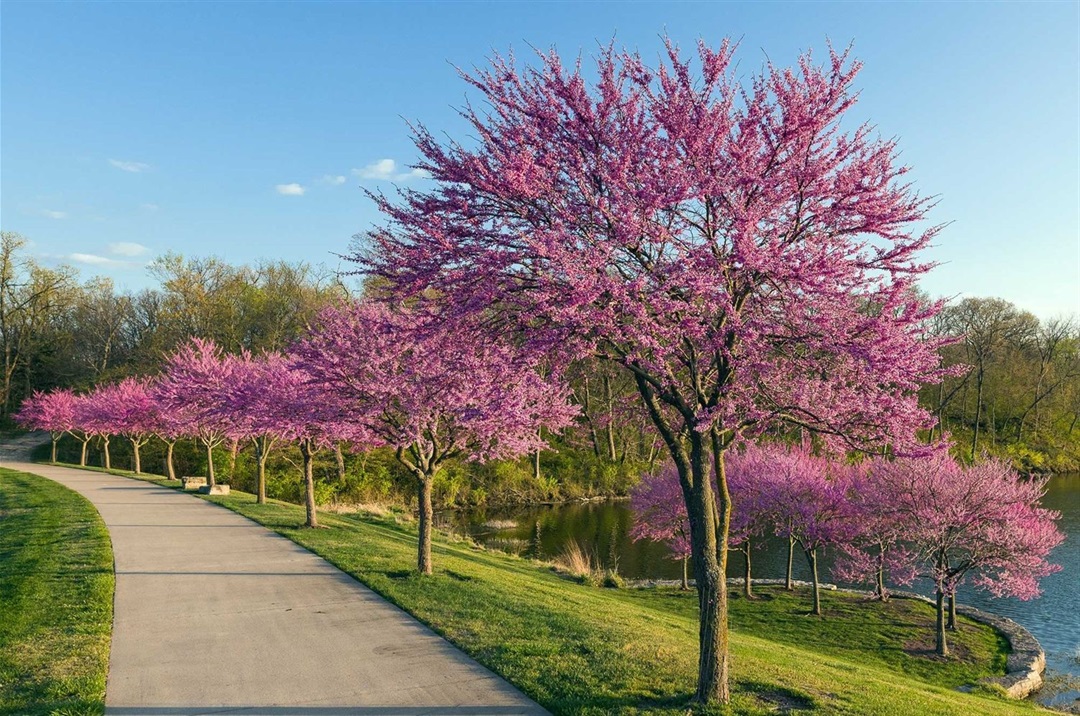 Parks Recreation Featured Background Image - City of Lenexa, KS